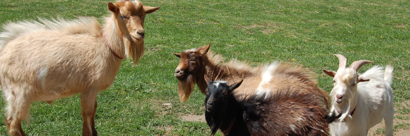 Group Visits Goats | Stamford Museum & Nature Center