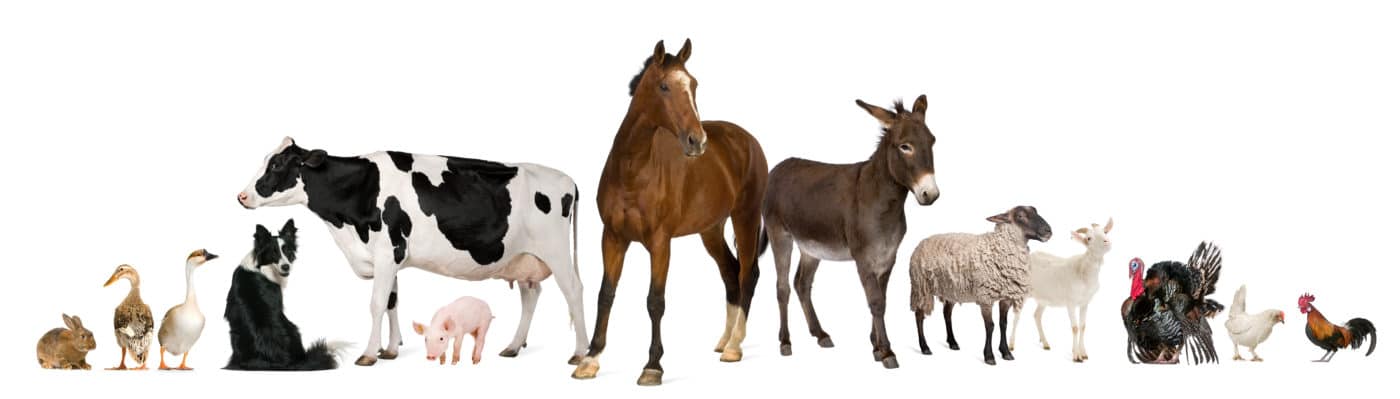 Animals for All | Stamford Museum & Nature Center