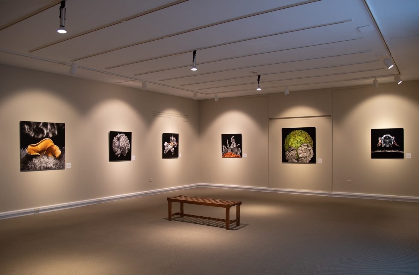 Robert Dash Installation Leonardt Gallery II | Stamford Museum & Nature ...