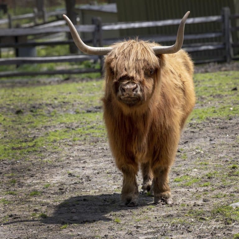 Cow-abunga Scavenger Hunt | Stamford Museum & Nature Center