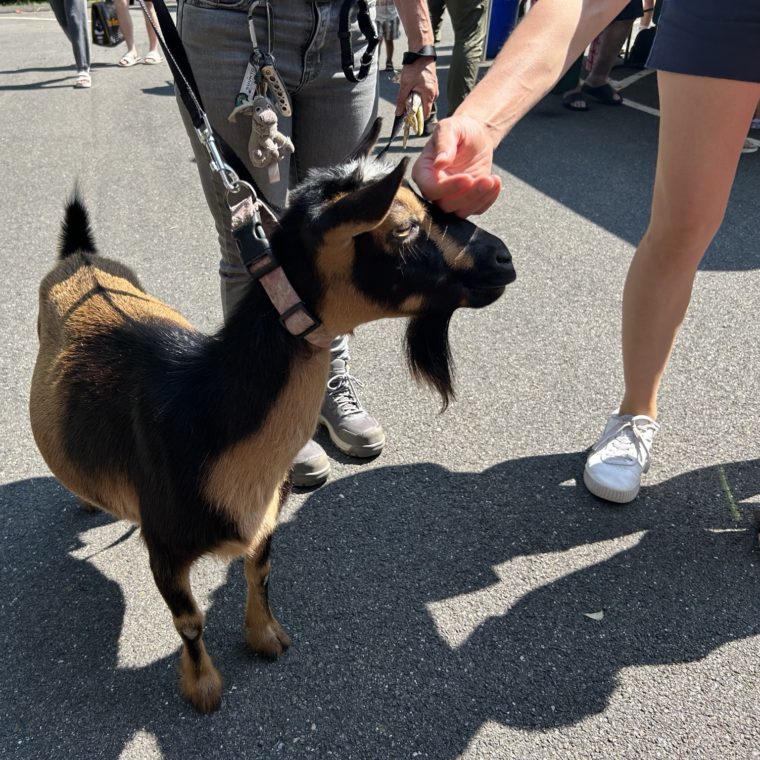 Sunday Farm Market | Stamford Museum & Nature Center