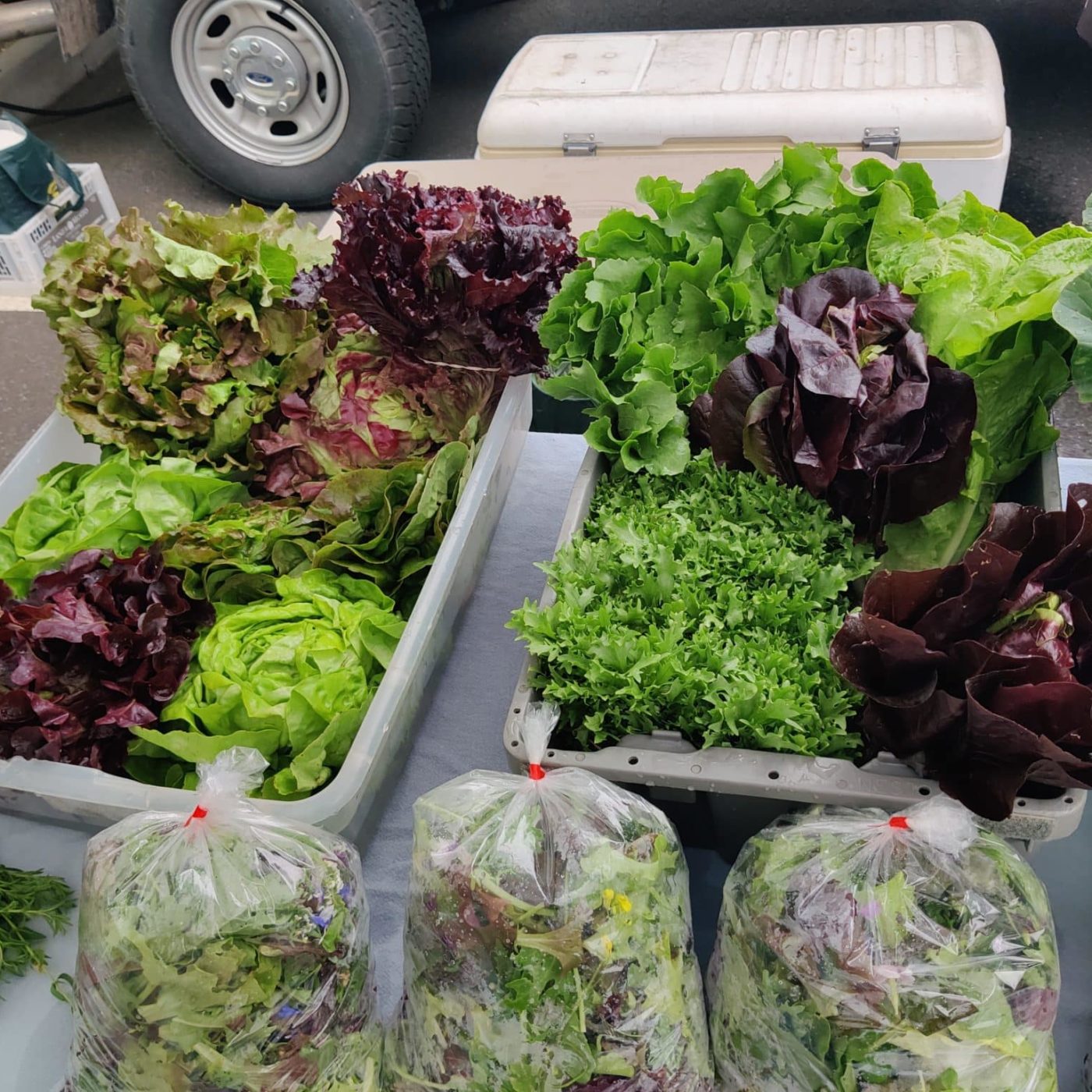 Sunday Farm Market | Stamford Museum & Nature Center