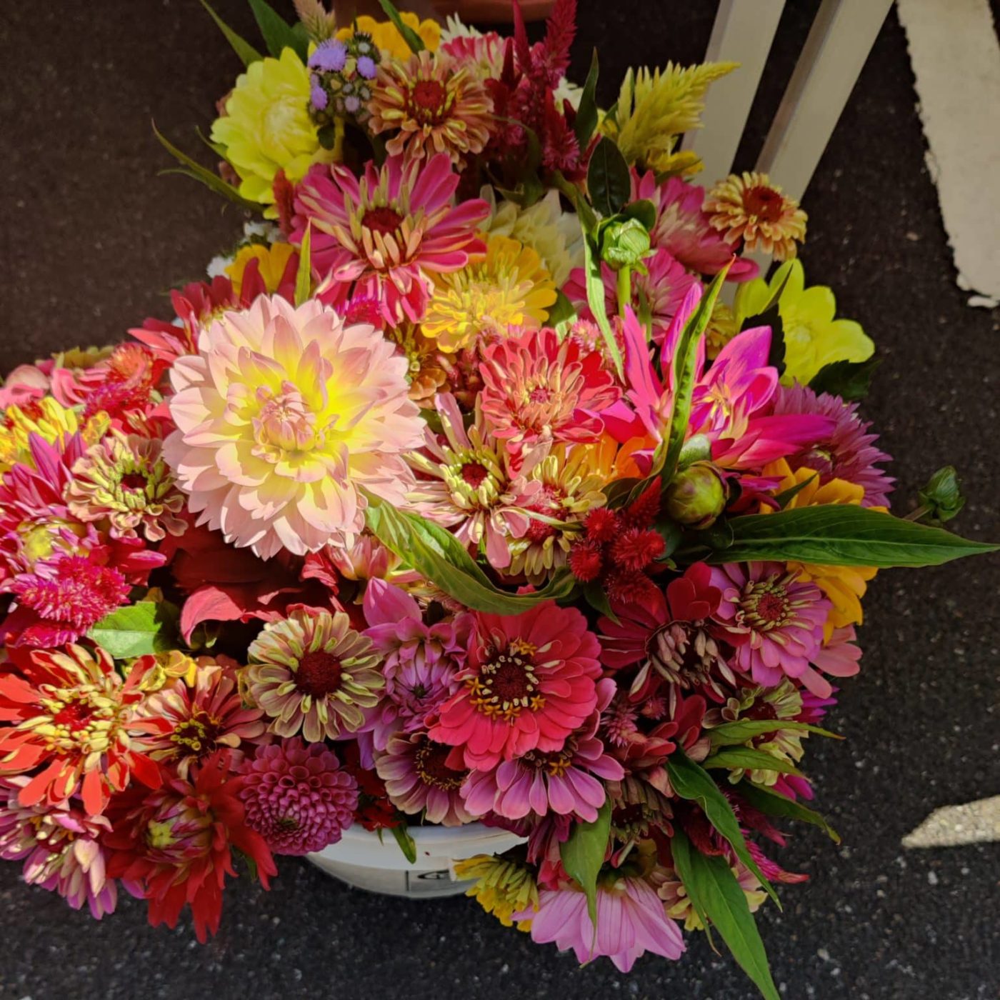 Sunday Farm Market | Stamford Museum & Nature Center